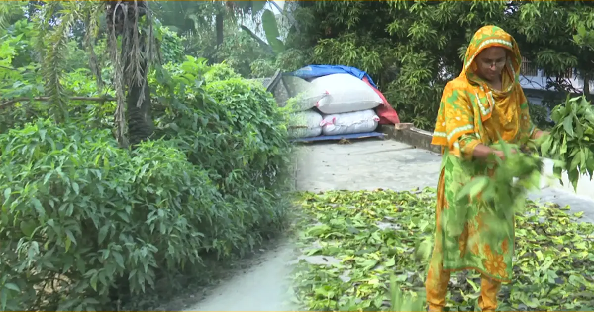 বাসক পাতার রসে দেশেই তৈরি হচ্ছে উন্নত মানের ওষুধ
