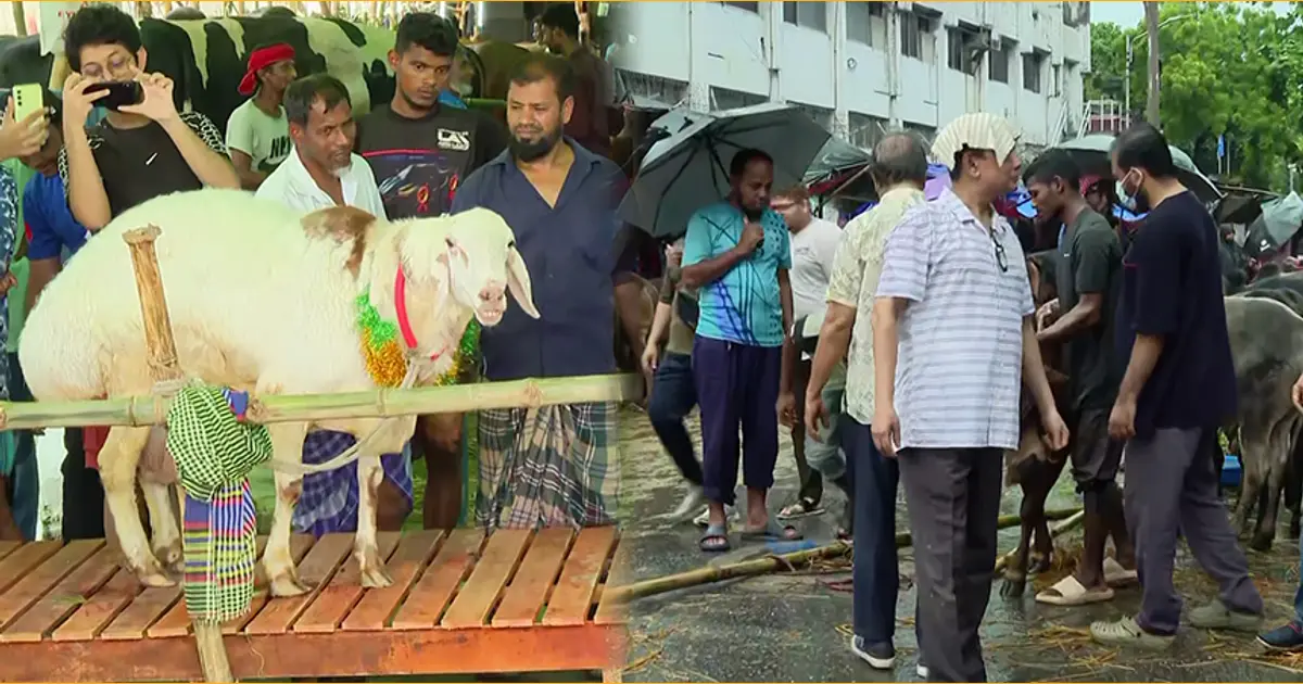 তেজগাঁও পশুর হাটে দাপট ‘নেইমার-রাজাবাবু’র, বৃষ্টিতেও কমেনি ভিড়
